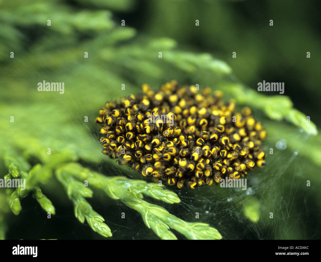 Garden spider spiderlings araneus diadematus hi-res stock photography ...