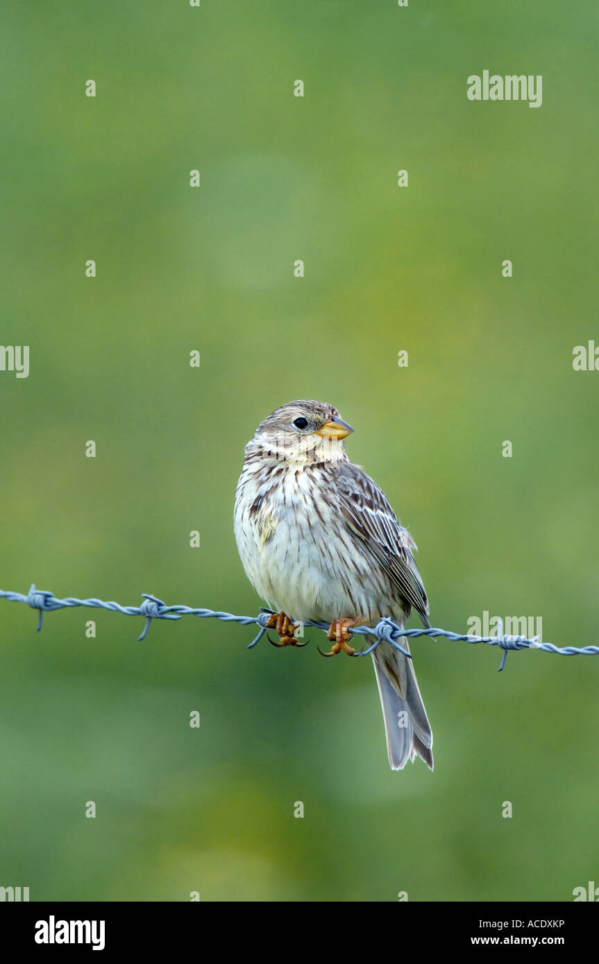 corn bunting perched on barbed wire Stock Photo - Alamy