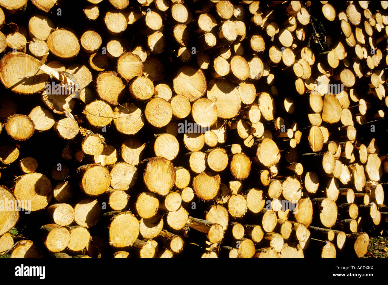 Cut and staked lumber Stock Photo - Alamy
