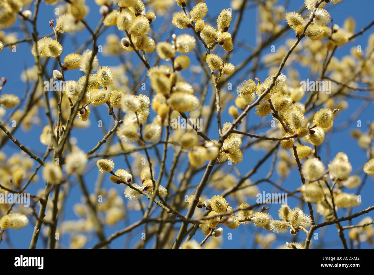 Sallow salix caprea willow tree spring buds Stock Photo - Alamy