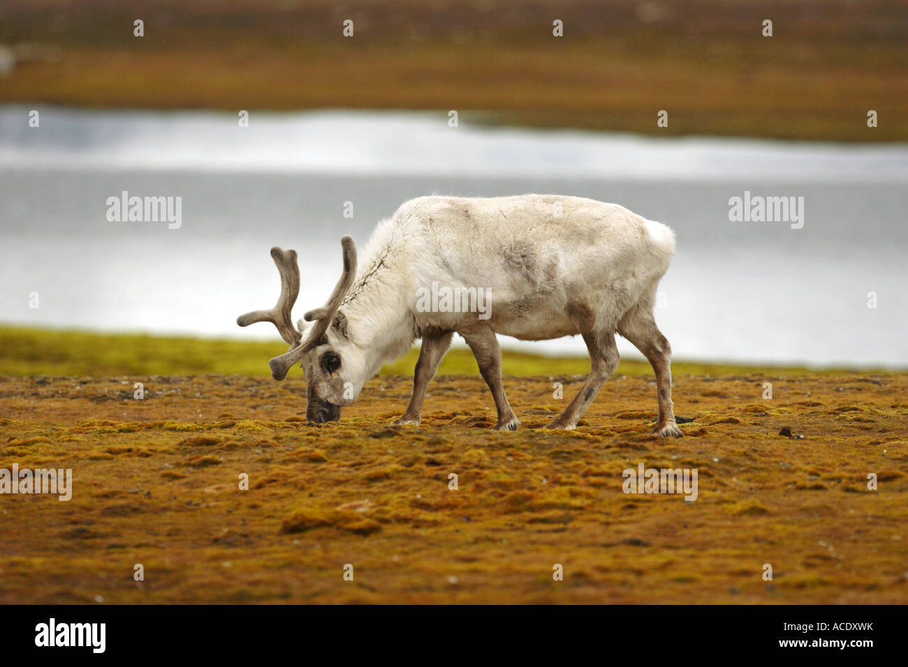 Svalbard Reindeer Rangifer tarandus platyrhynchus Carabou feeding on ...
