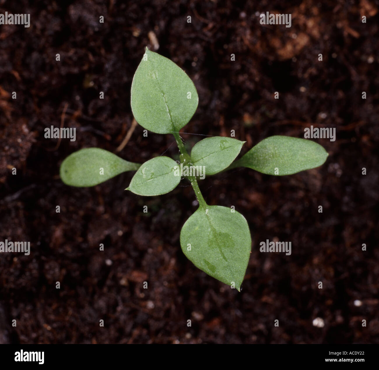 Close up of chickweed seedling with second pair of true leaves on soil ...