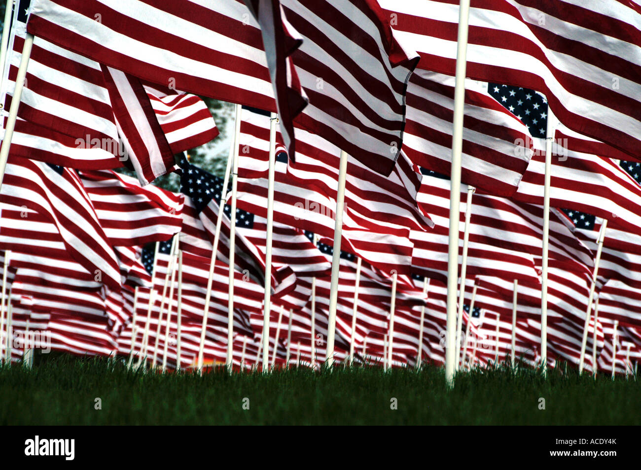 Flags celebrating Veteran's Day Eagle City Park, Ada County, Idaho, USA ...
