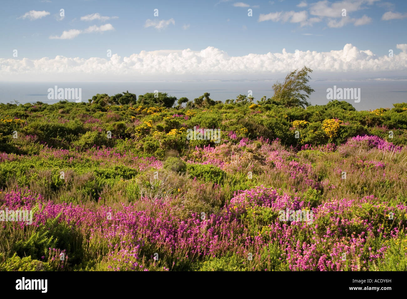 View from North Hill in Exmoor National Park across the flowering ...