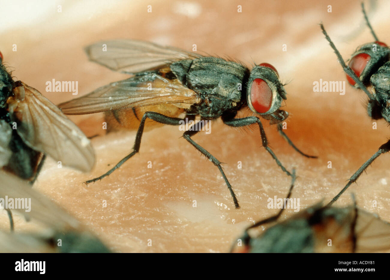 Musca domestica proboscis hi-res stock photography and images - Alamy
