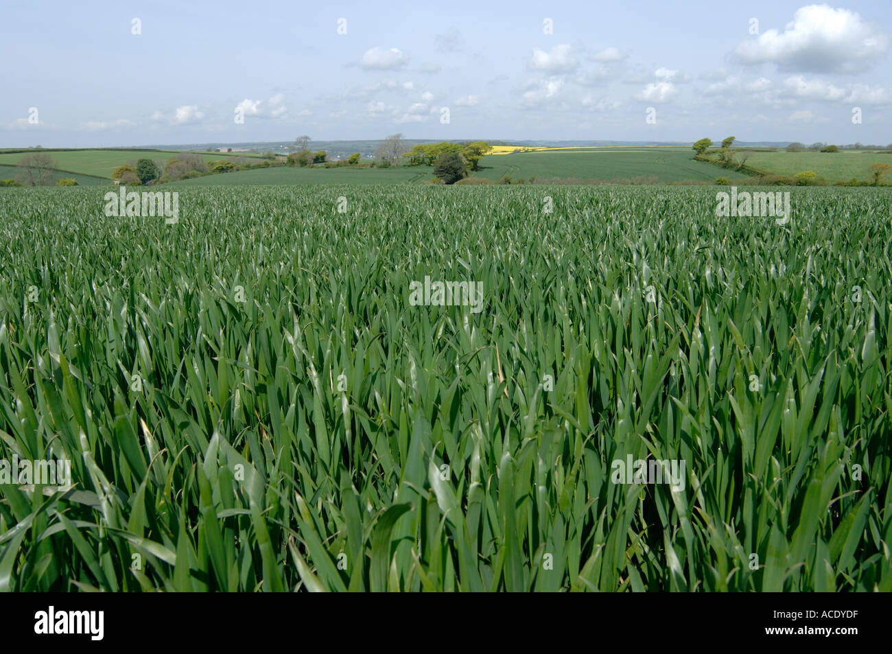 Wheat crop at stage 32 in Devon coastal farmland with rolling fields on ...