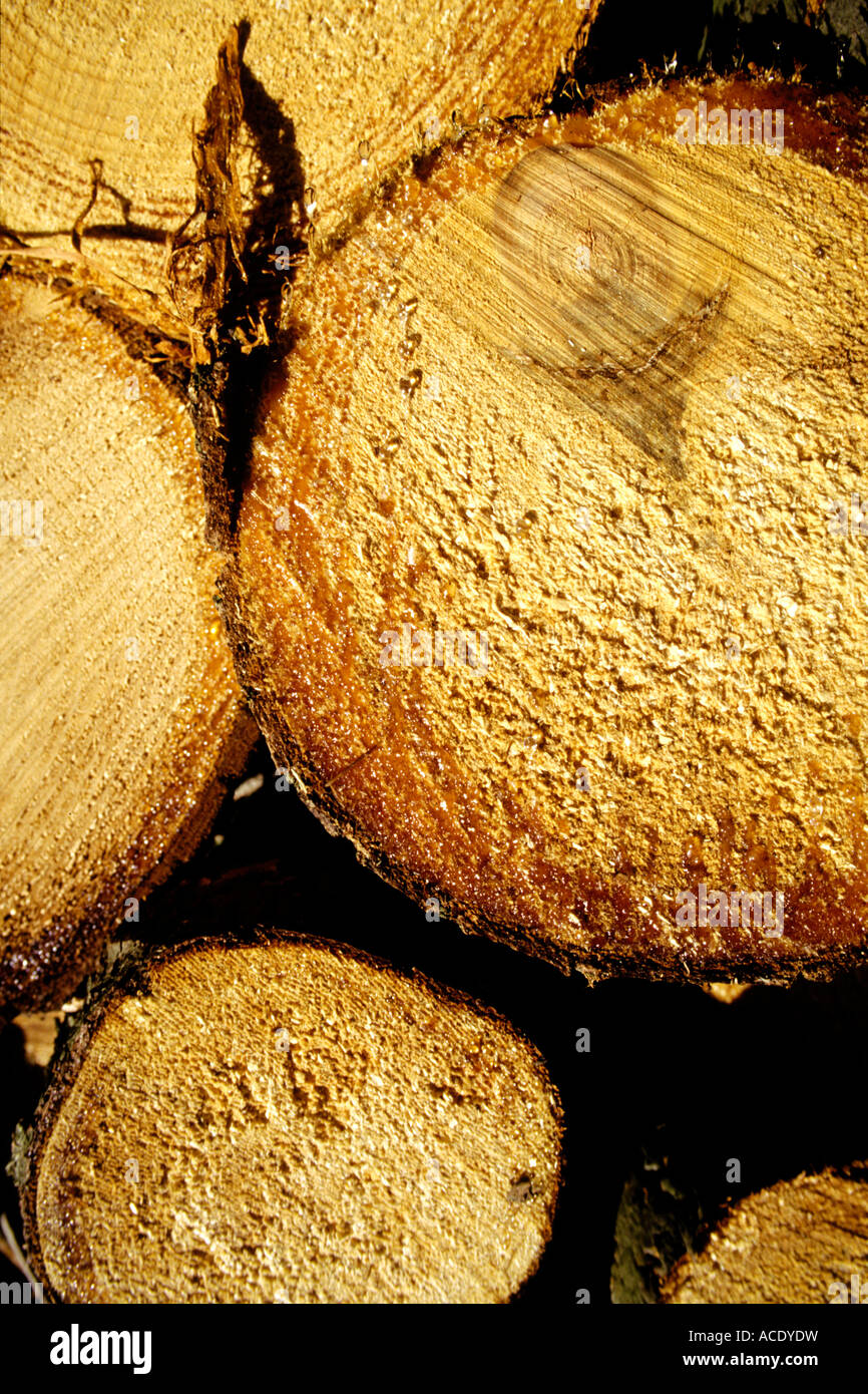 Cut and staked lumber Stock Photo - Alamy