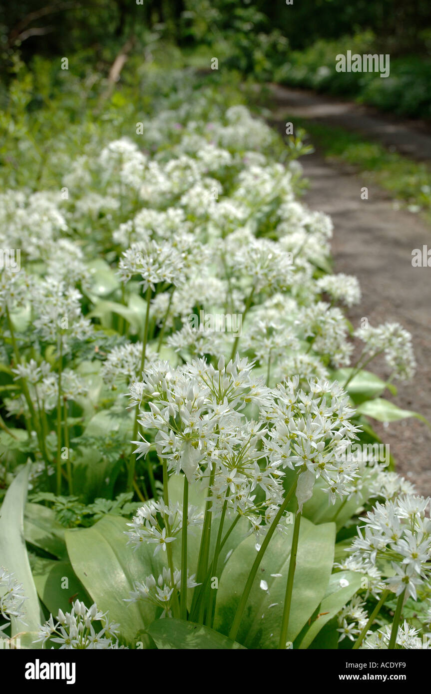 Ramsons or wild garlic Allium ursinum flowering in Devon woodland Stock ...