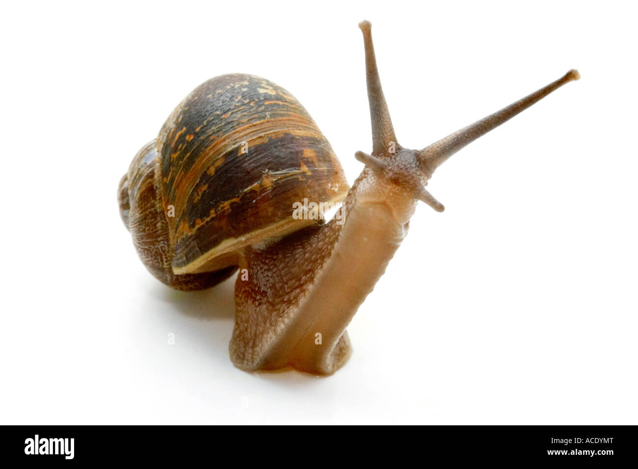 House garden uk Cut Out Stock Images & Pictures - Alamy