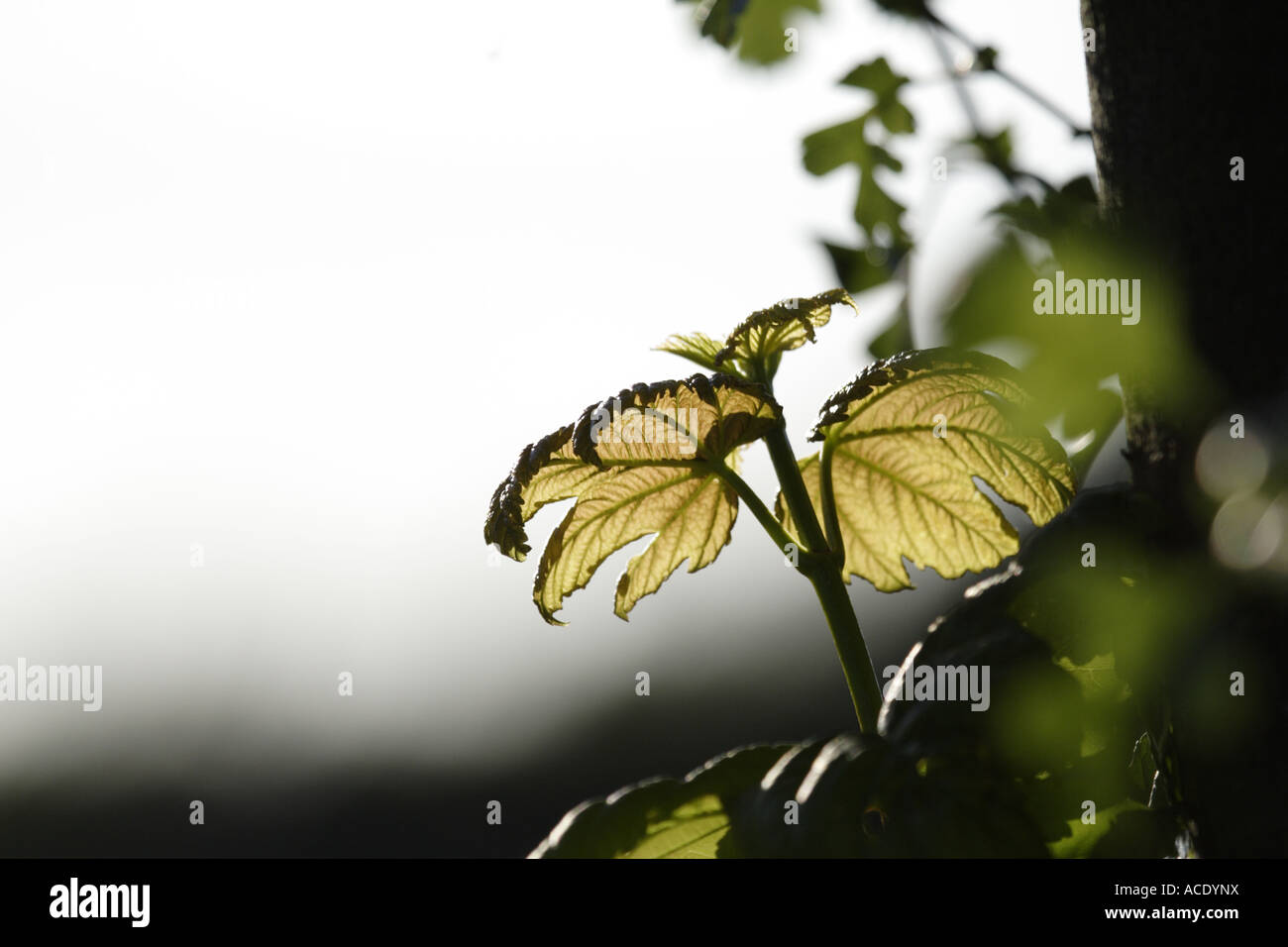 Leafy border hi-res stock photography and images - Alamy