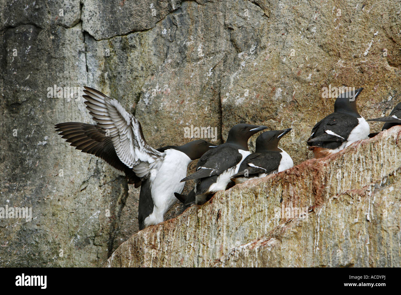 Black guillemot nest hi-res stock photography and images - Alamy