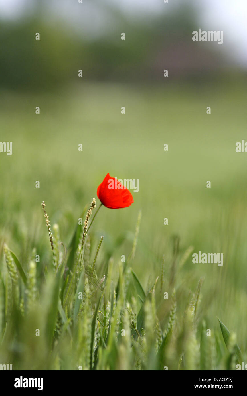 Poppy in field Stock Photo - Alamy
