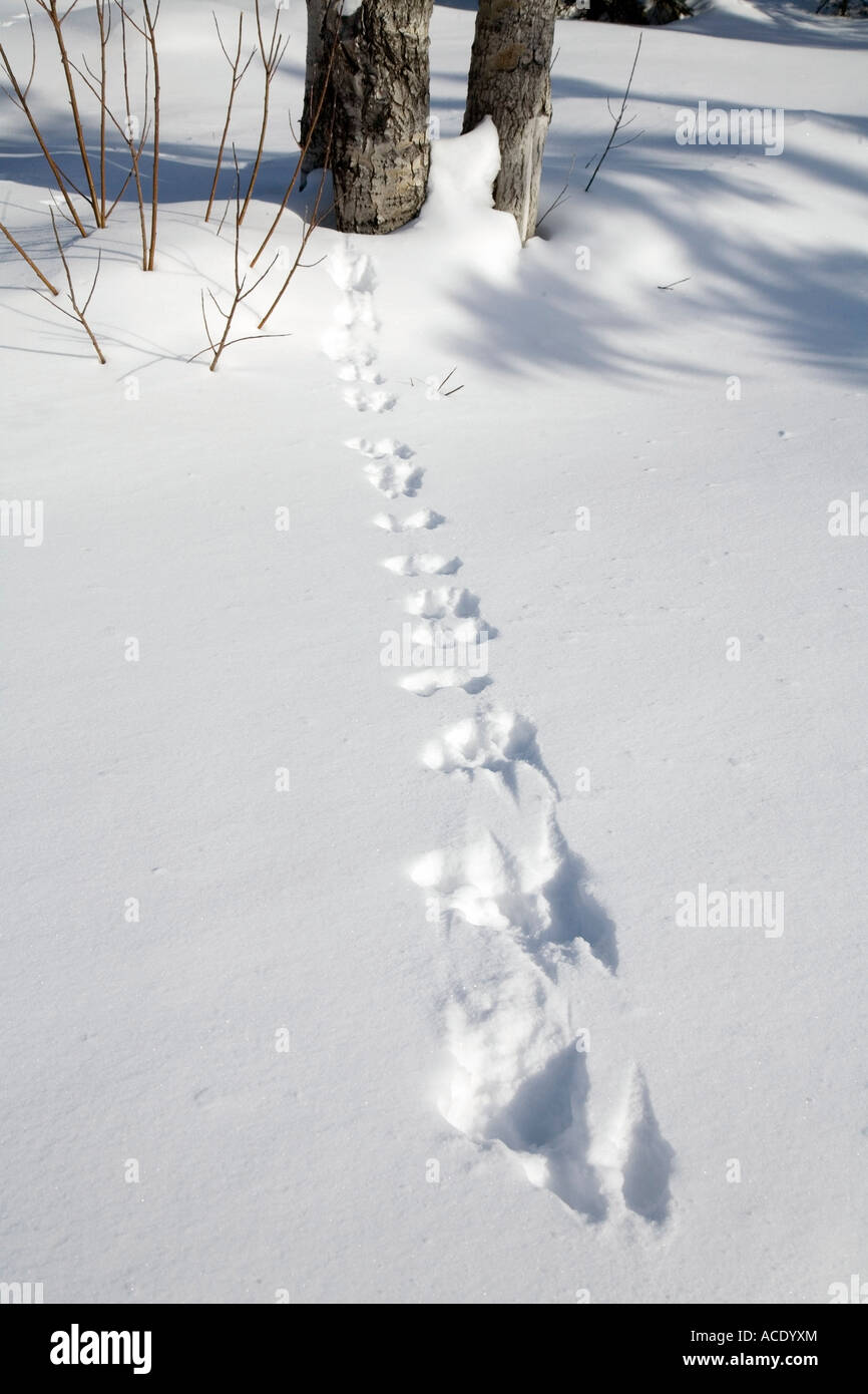 Alaska animal tracks hi-res stock photography and images - Alamy