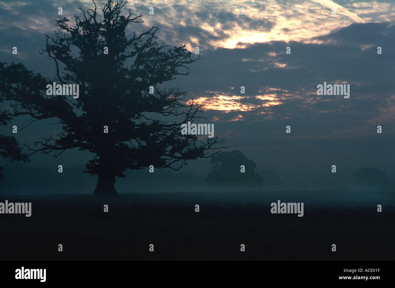 oak trees at dawn Stock Photo - Alamy
