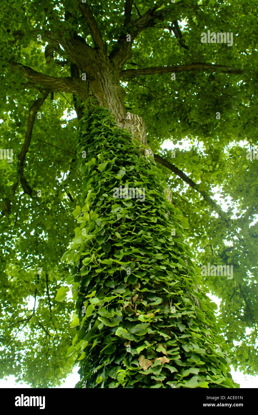 green tree at castle schloss stettenfels, untergruppenbach, baden ...