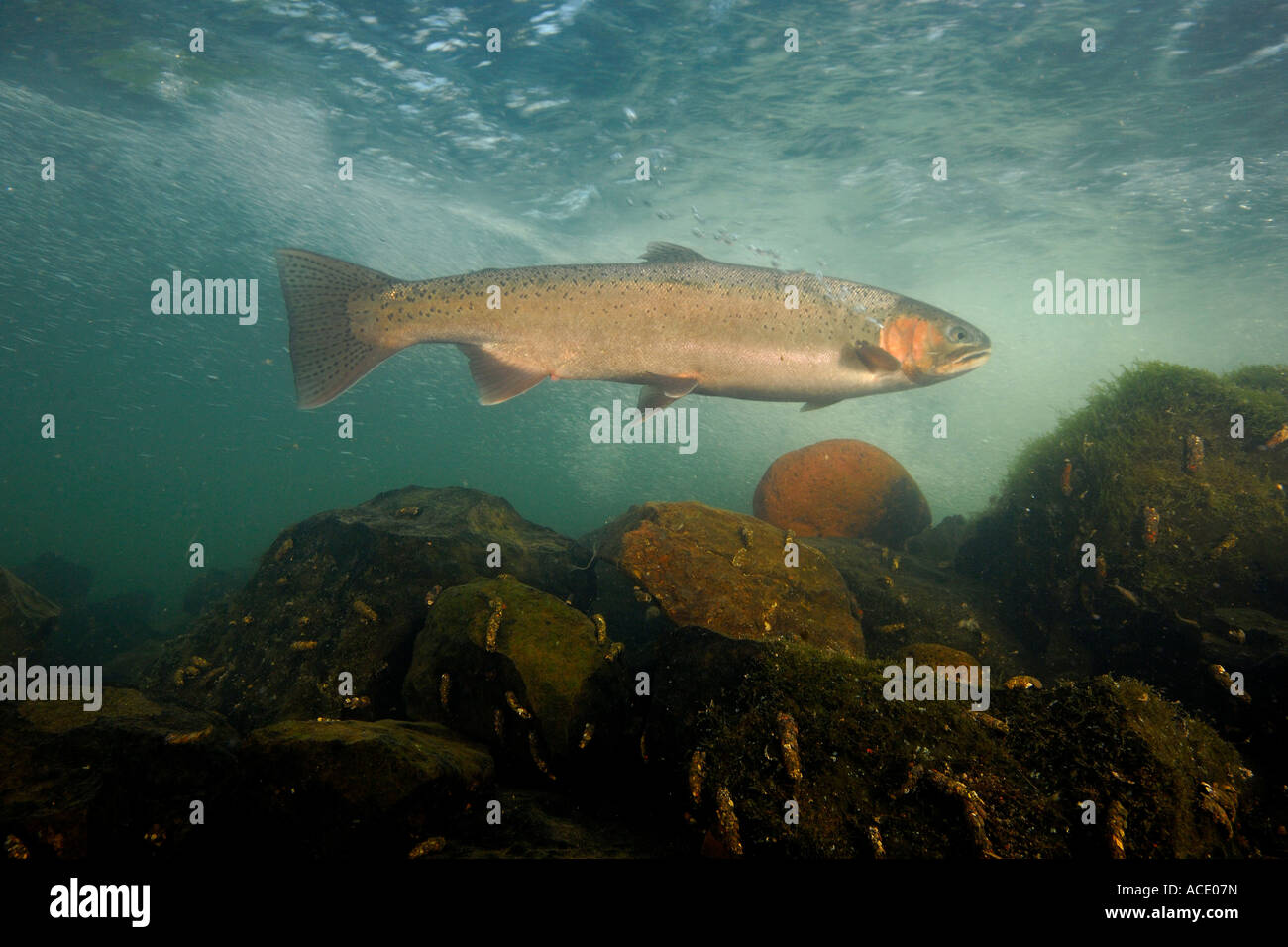 Oregon steelhead underwater hi-res stock photography and images - Alamy