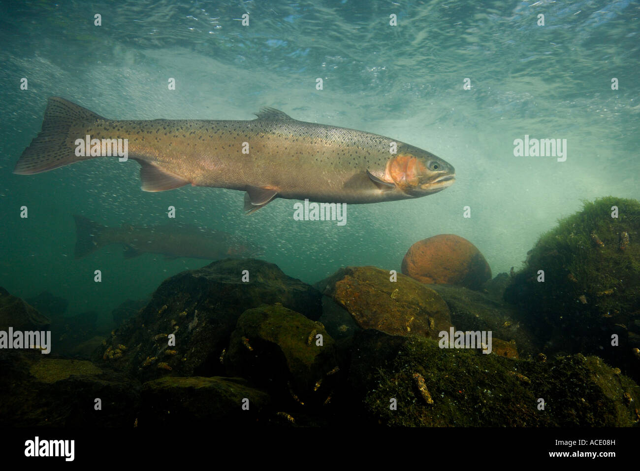 Oregon steelhead underwater hi-res stock photography and images - Alamy