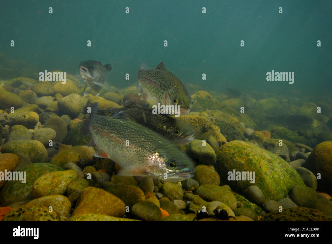Rainbow trout Oncorhynchus mykiss smolt Rogue River Oregon Stock Photo ...