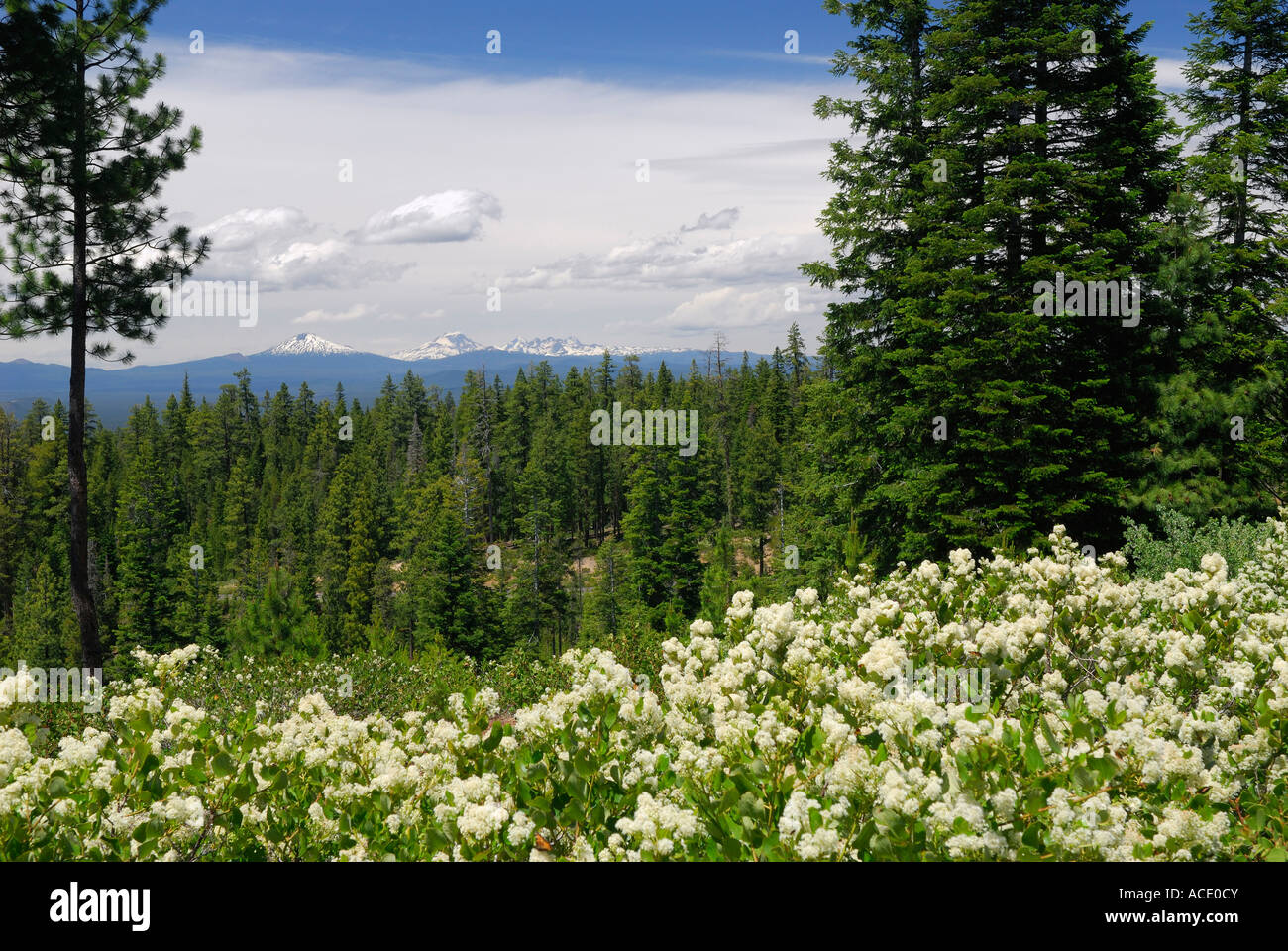 Puffy white flower spirea on mountainside of Newberry Crater caldera ...