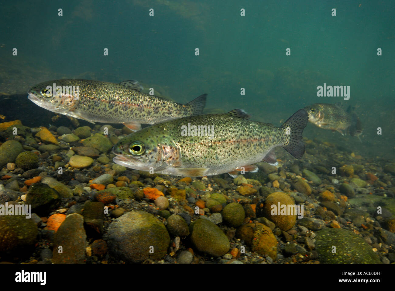 Rainbow trout Oncorhynchus mykiss smolt Rogue River Oregon Stock Photo ...