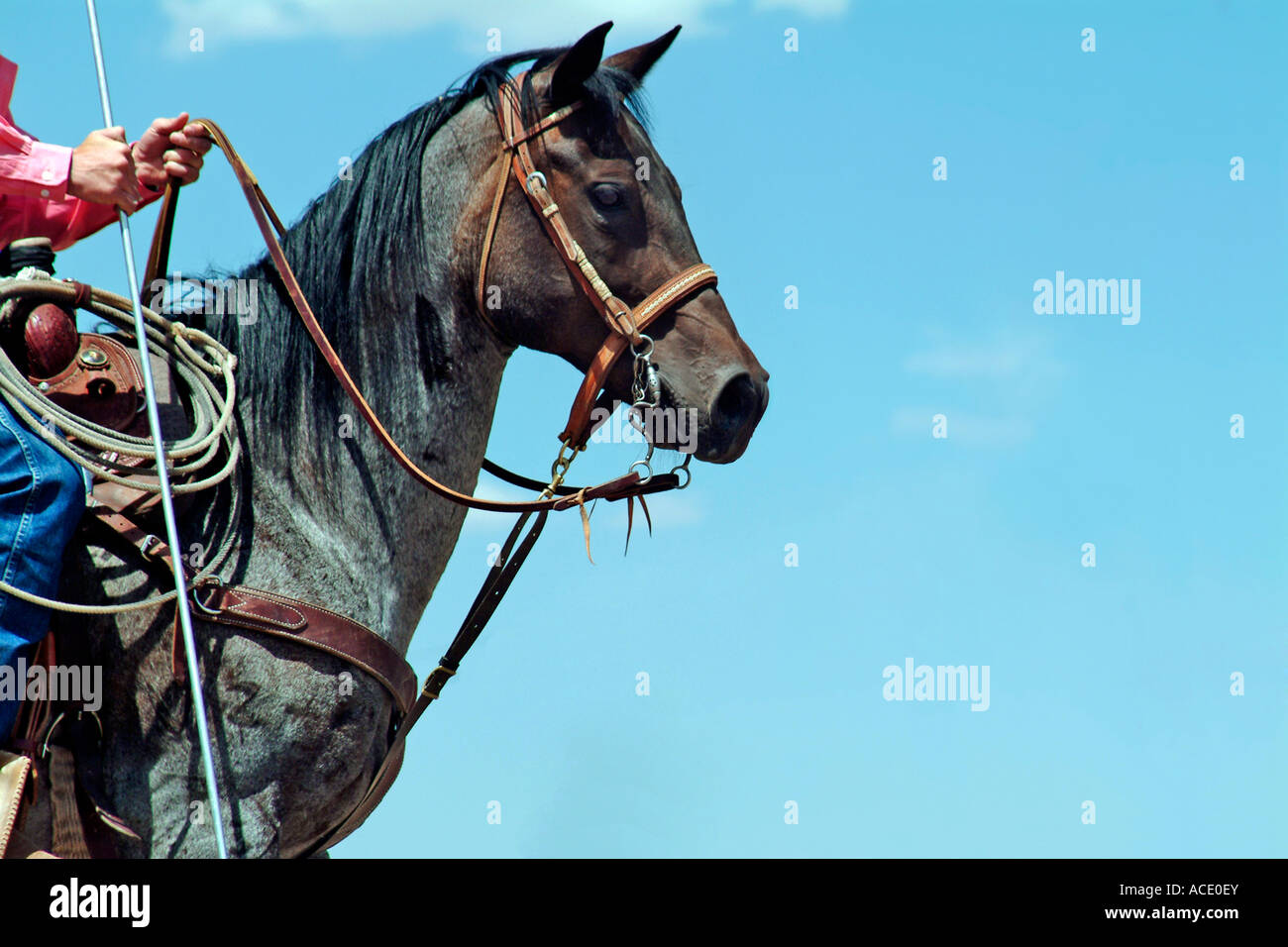horse at a rodeo. cheyenne,town wyoming, usa old west horses rodeo ...
