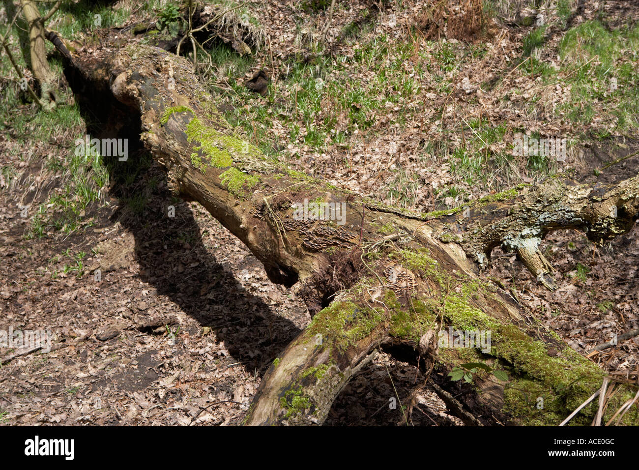 woodland fallen oak tree decaying Stock Photo - Alamy