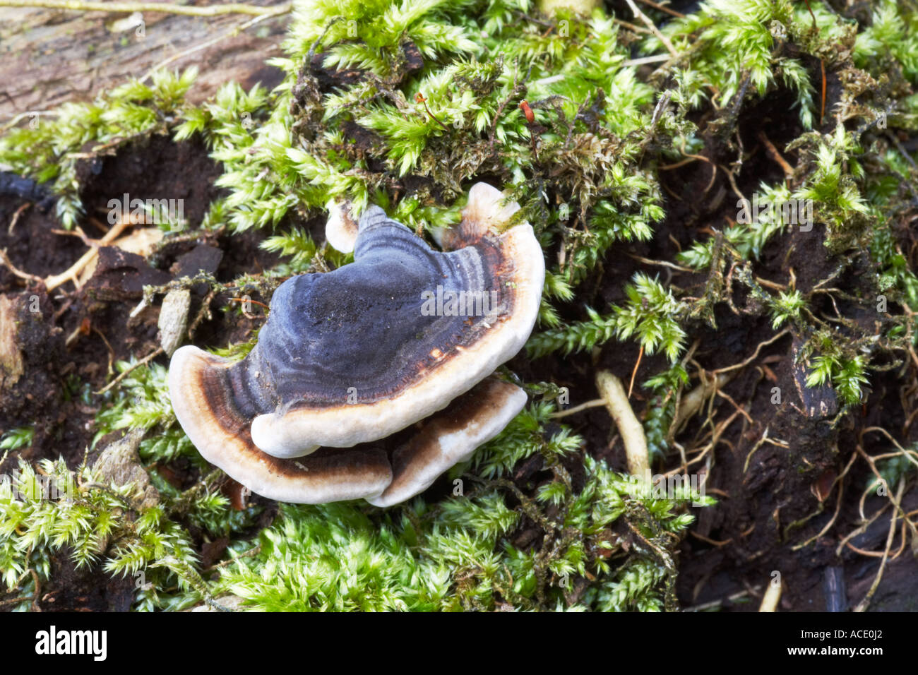 woodland Bracket fungus Stock Photo - Alamy