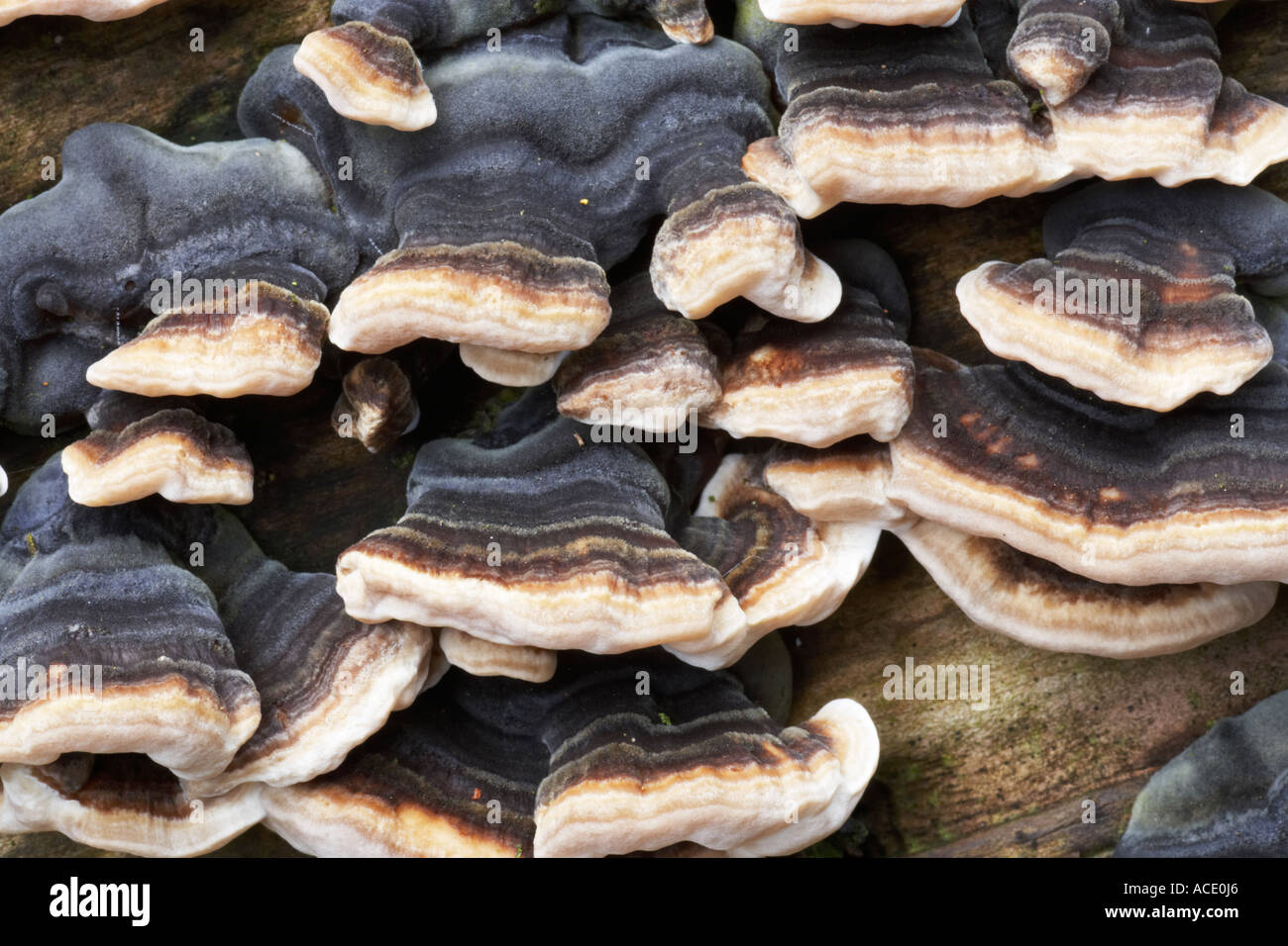 woodland Bracket fungus Stock Photo - Alamy