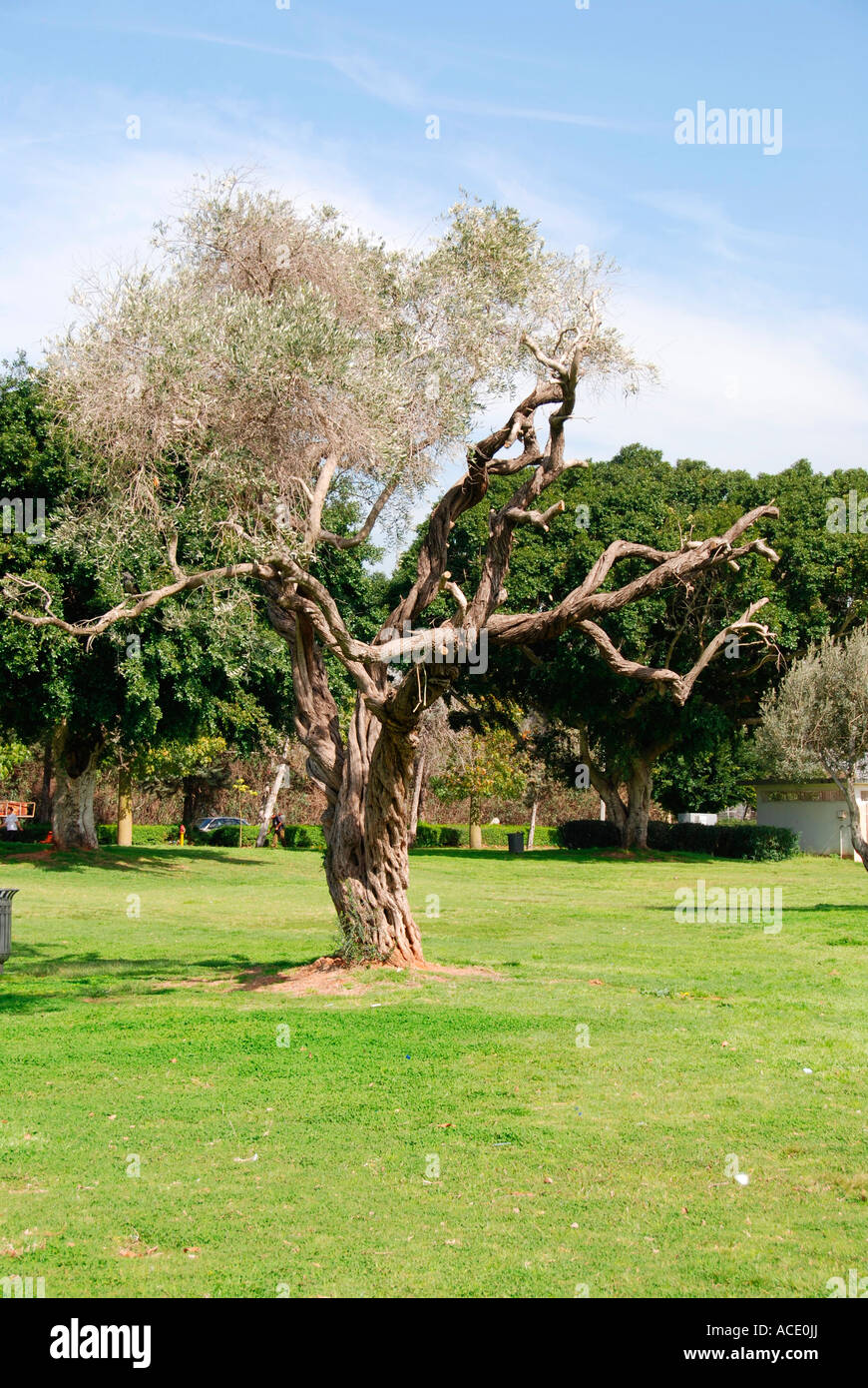 Olive tree garden hi-res stock photography and images - Alamy