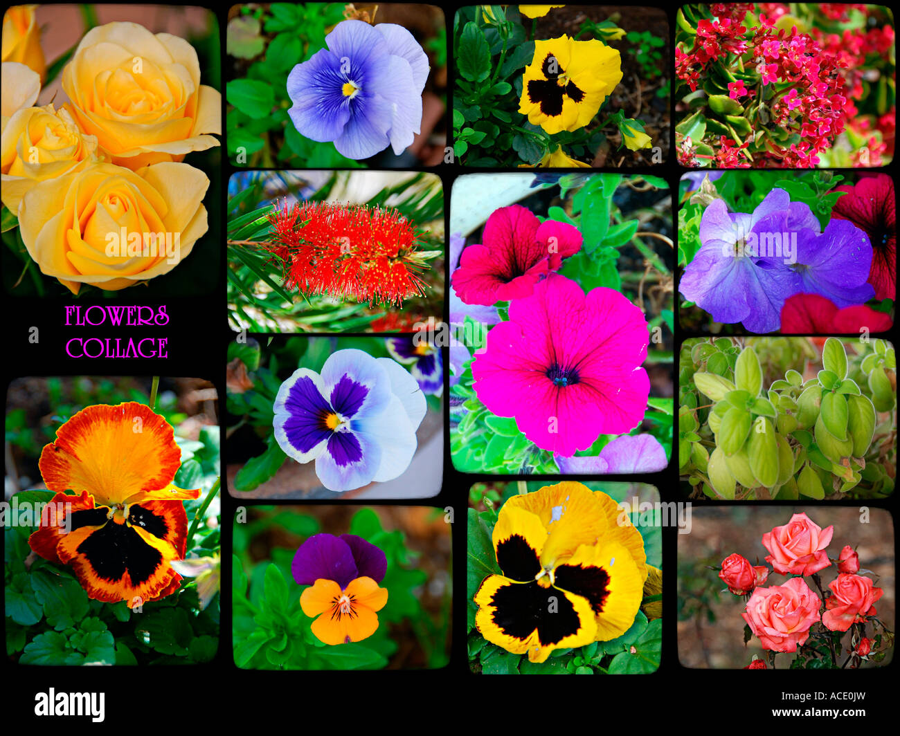 collage of garden flowers Stock Photo - Alamy