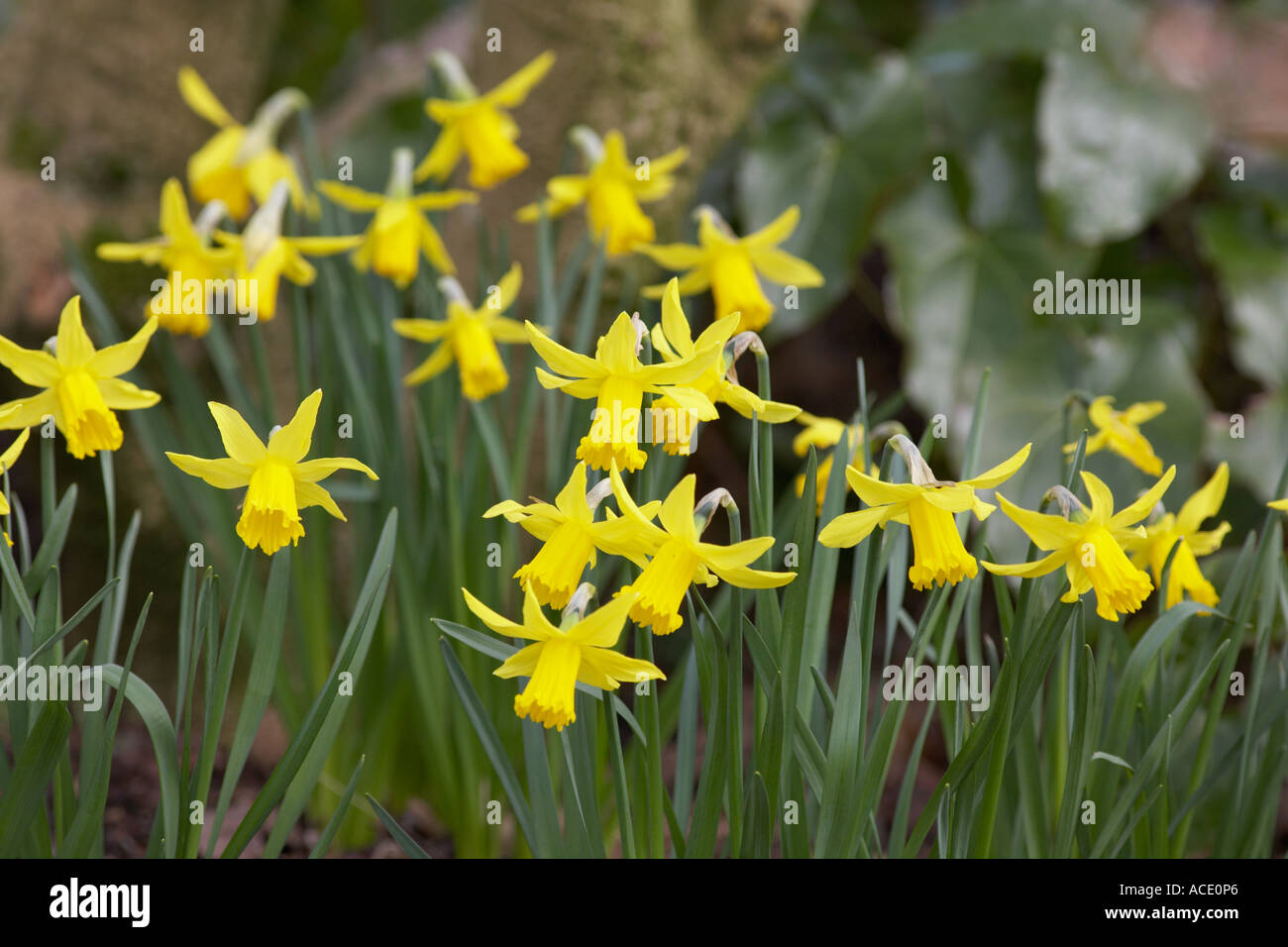 ‘february gold’ daffodil hi-res stock photography and images - Alamy