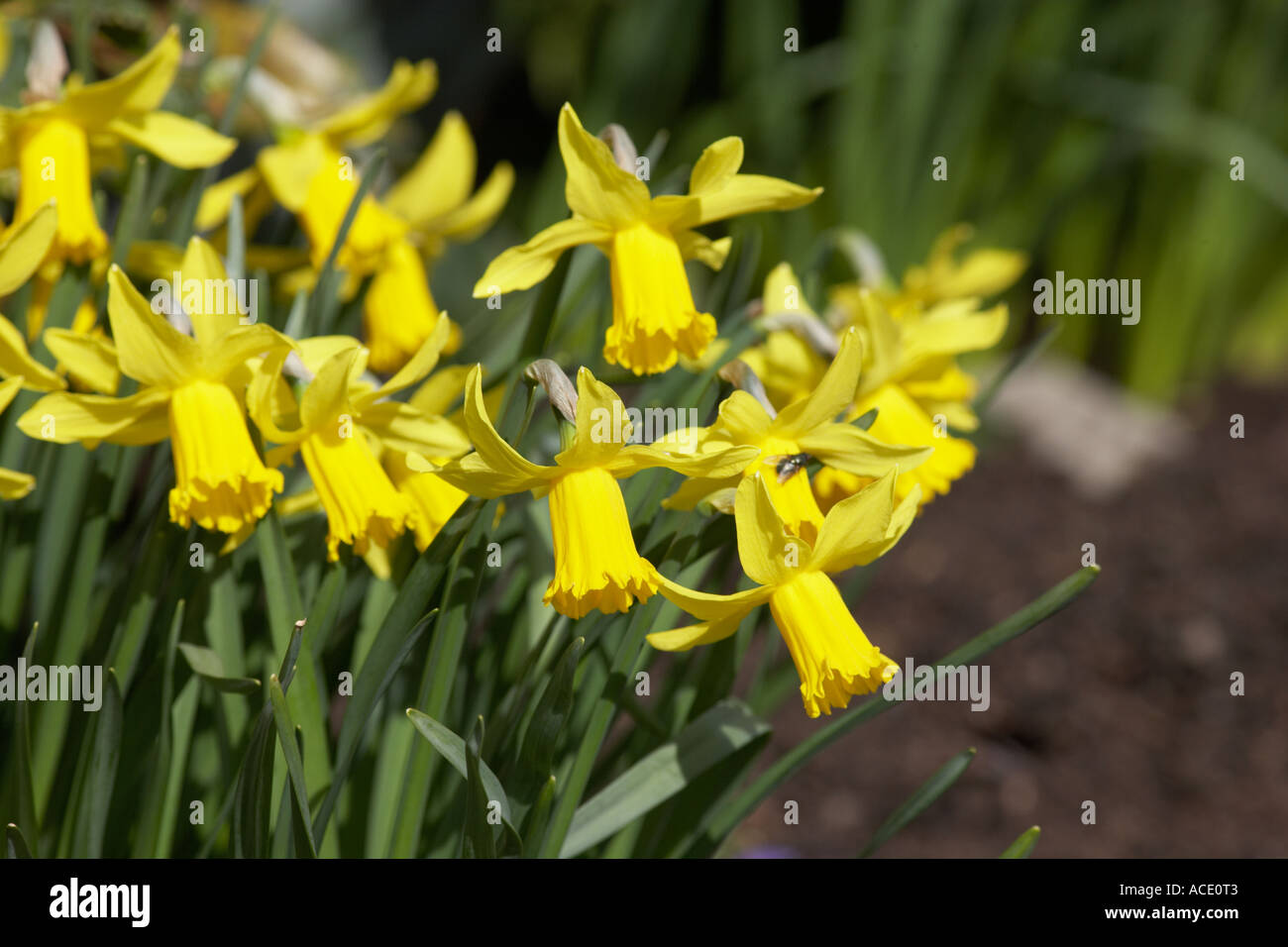 Narcissus february gold hi-res stock photography and images - Alamy