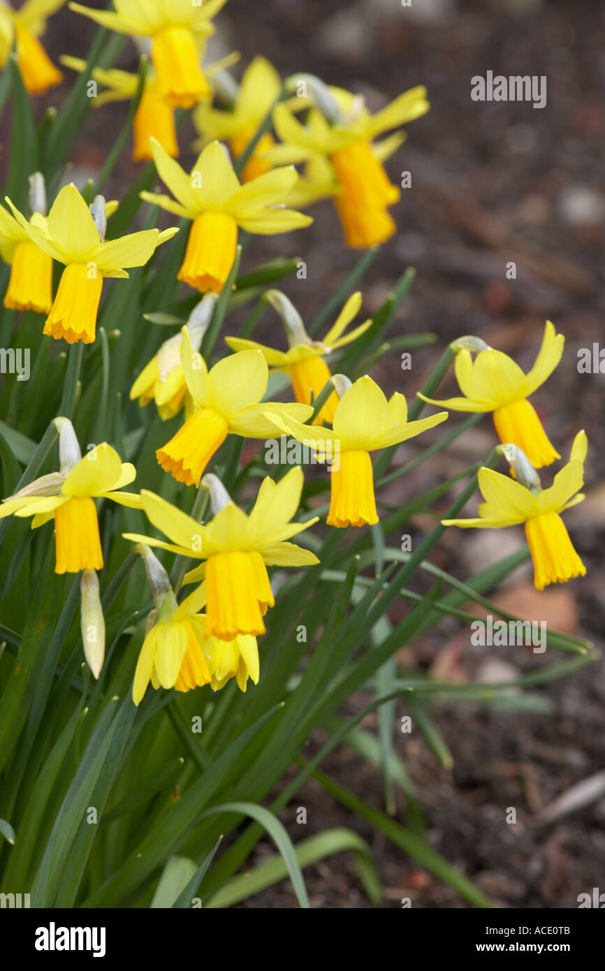 Holehird Jet Fire Daffodil Stock Photo - Alamy