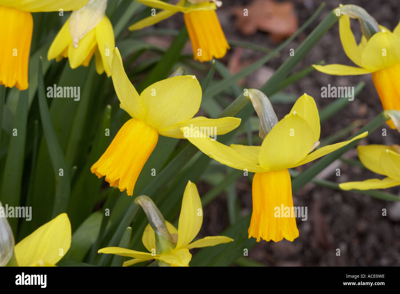 Holehird Jet Fire Daffodil Stock Photo - Alamy
