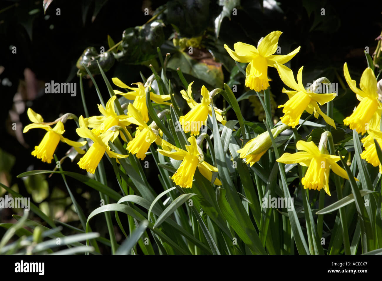 ‘february gold’ daffodil hi-res stock photography and images - Alamy
