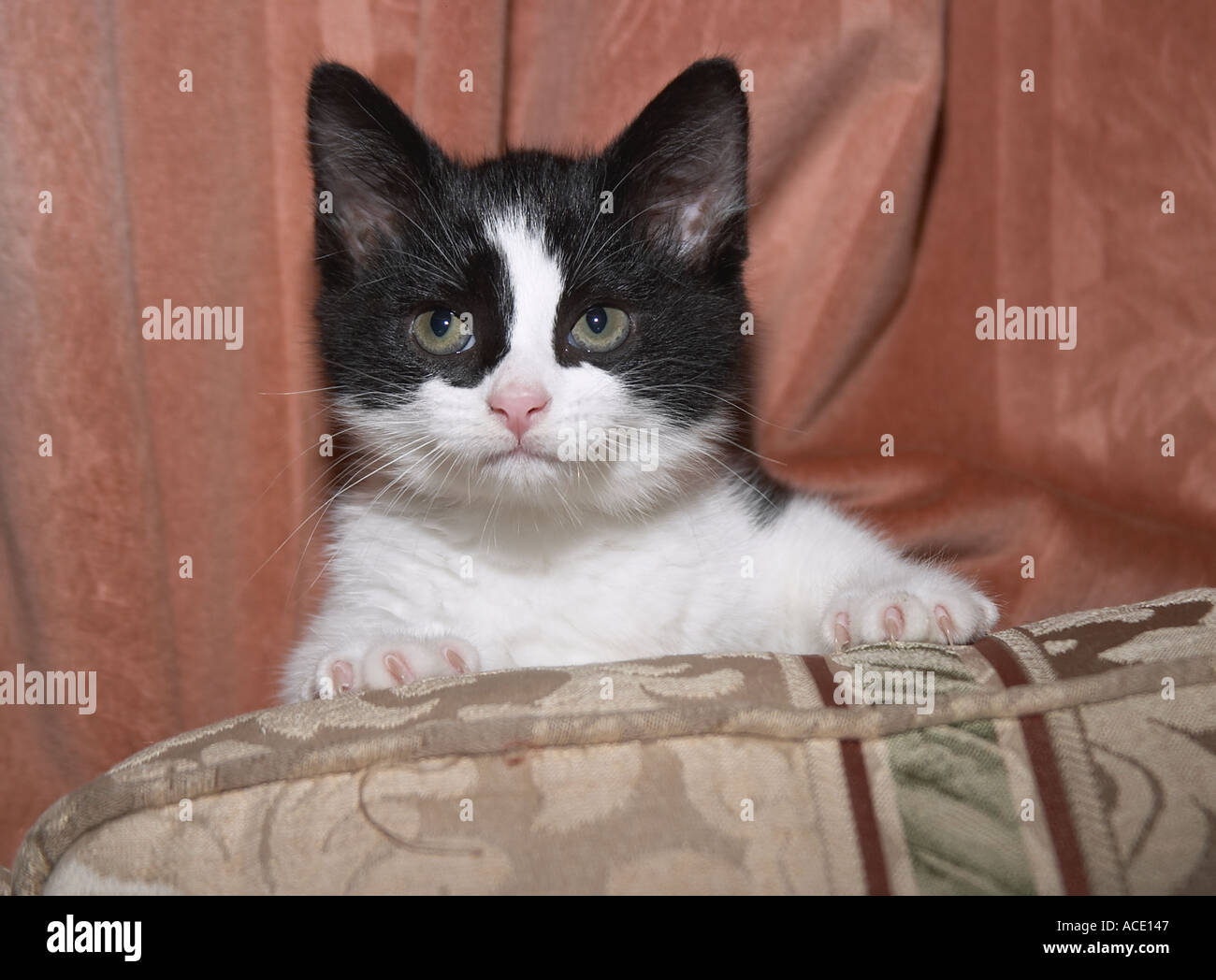 Kitten cute cuddly black white felix Stock Photo - Alamy