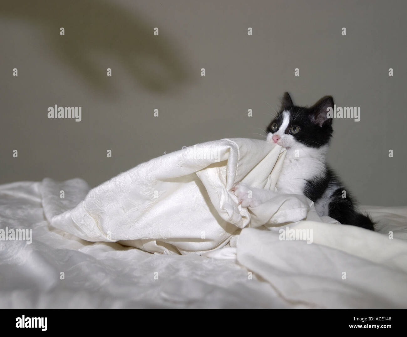 Black cat scared hi-res stock photography and images - Alamy