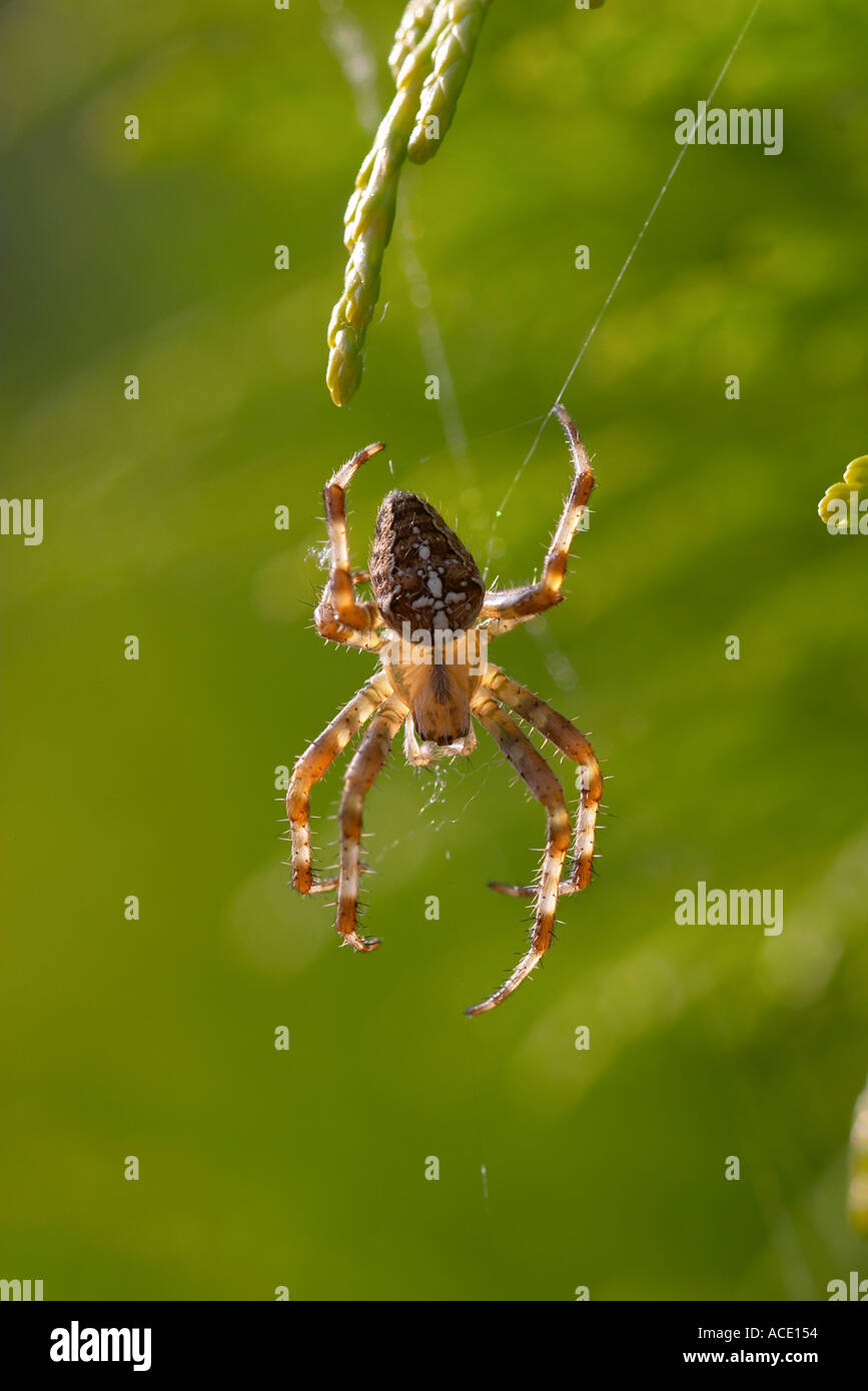 Spider on web Stock Photo - Alamy