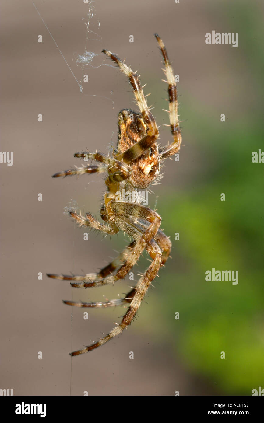 Spider on web Stock Photo - Alamy