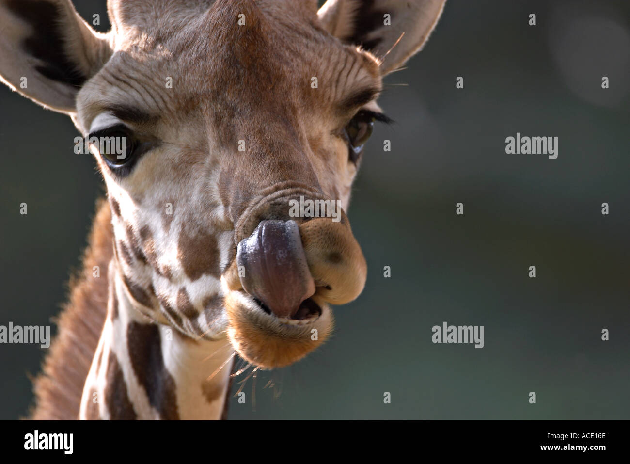 Giraffe licking lips hi-res stock photography and images - Alamy