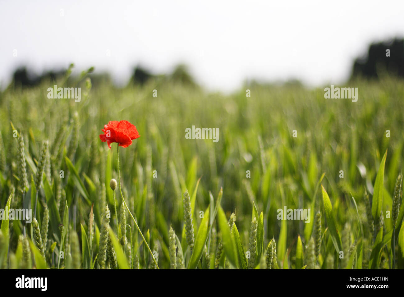 Poppy in field Stock Photo - Alamy