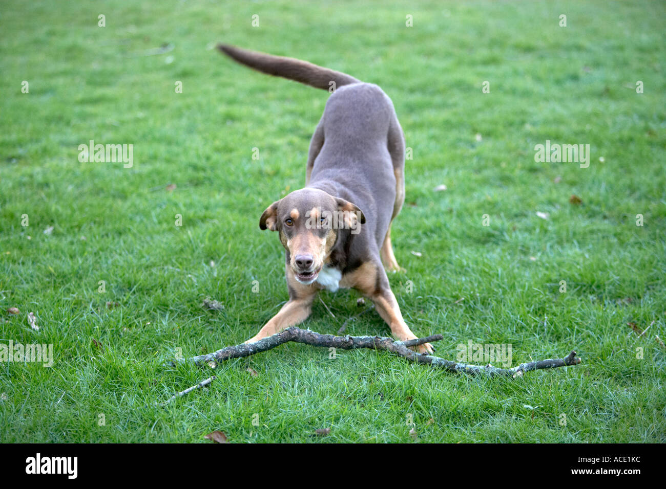 Dog playing with stick hi-res stock photography and images - Alamy