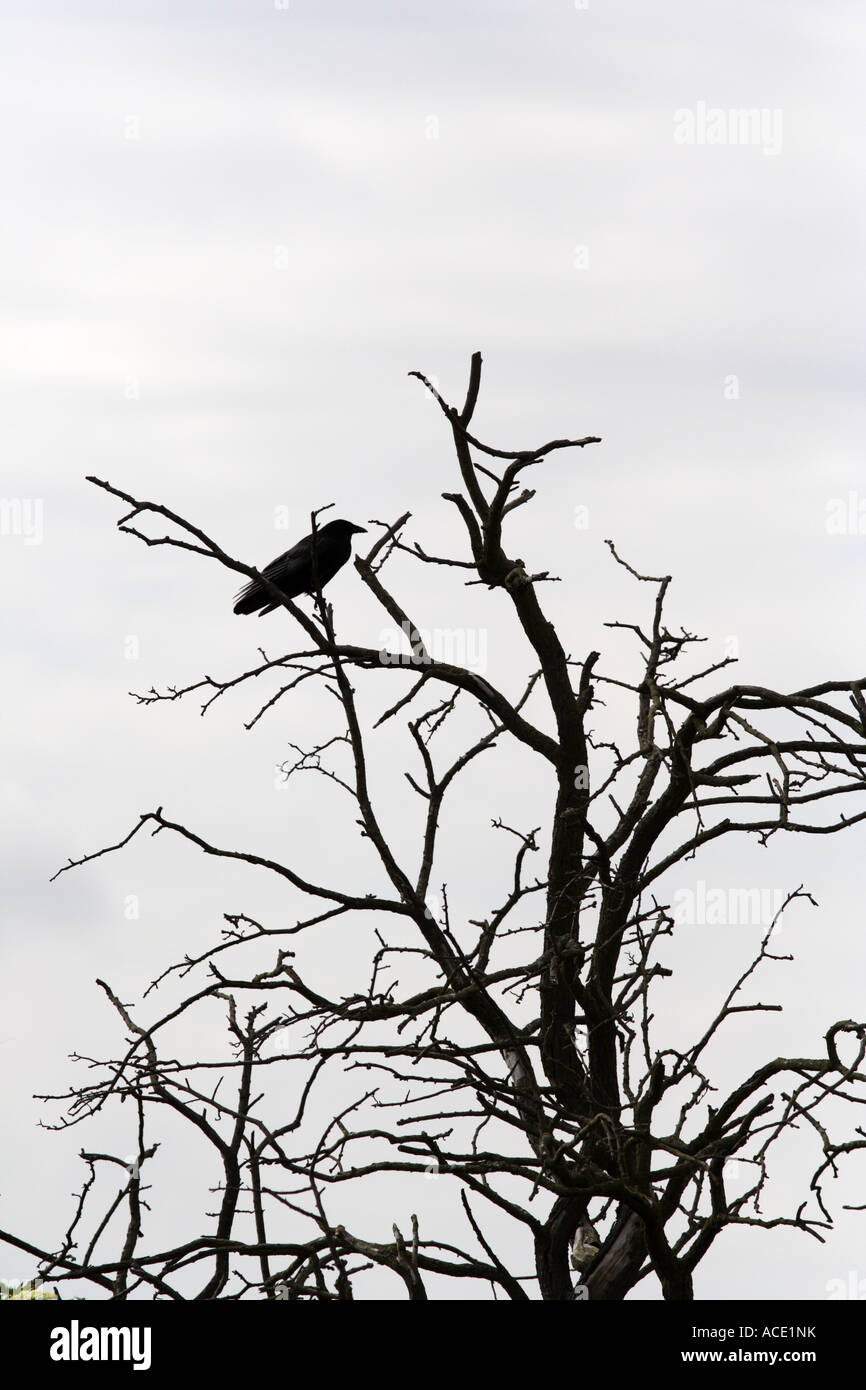 Raven tree uk hi-res stock photography and images - Alamy