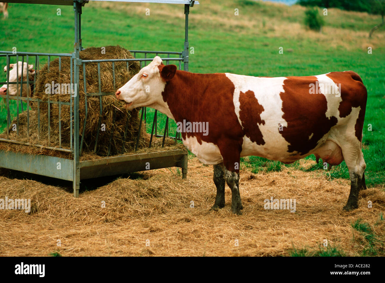 Cow eating hay Stock Photo - Alamy