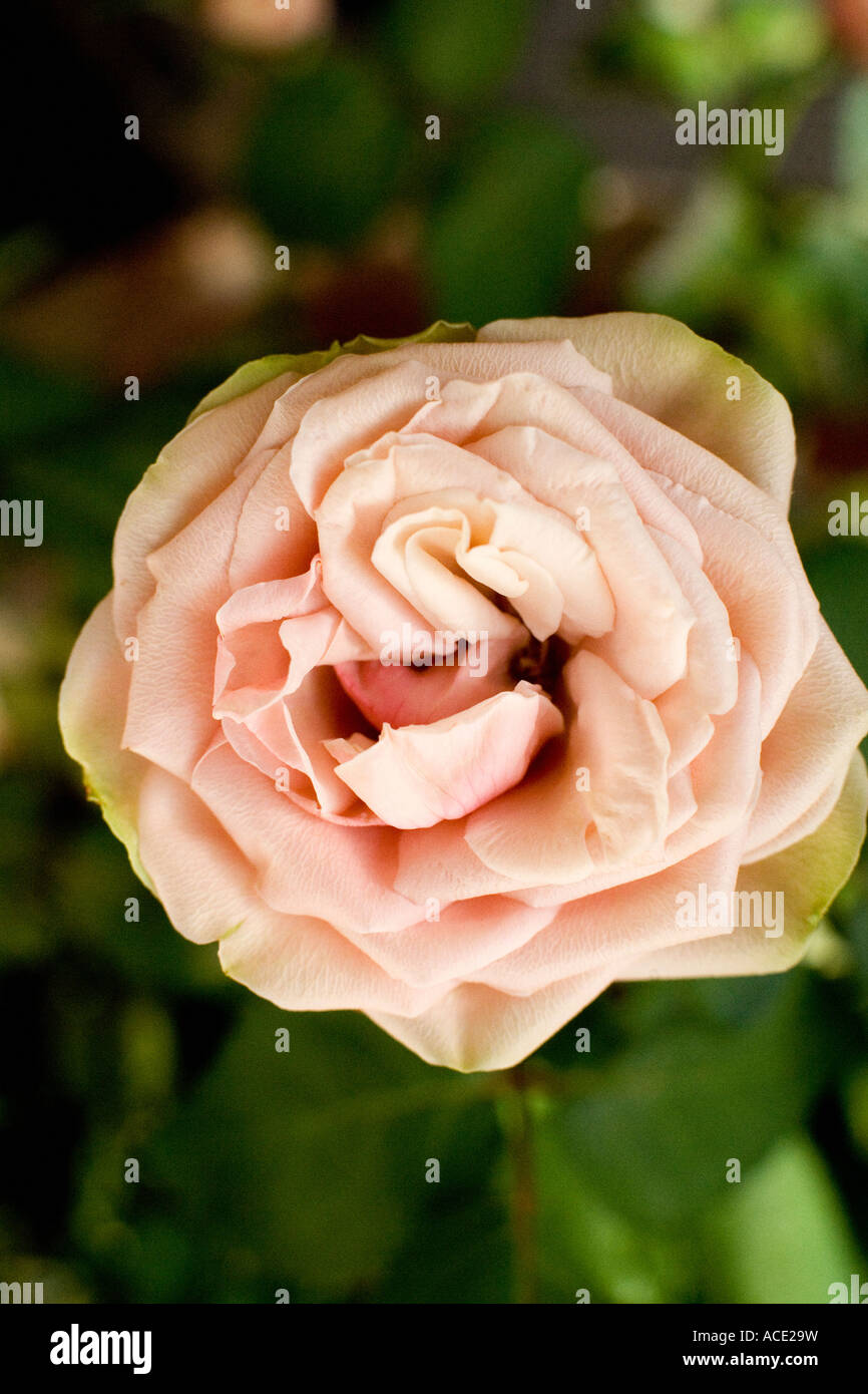A pink rose close-up Stock Photo - Alamy