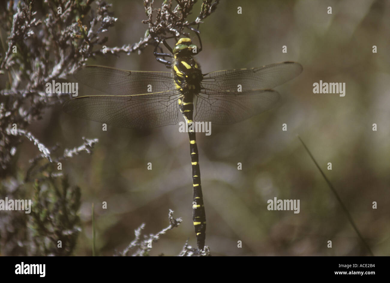 Golden ringed dragonfly Stock Photo - Alamy