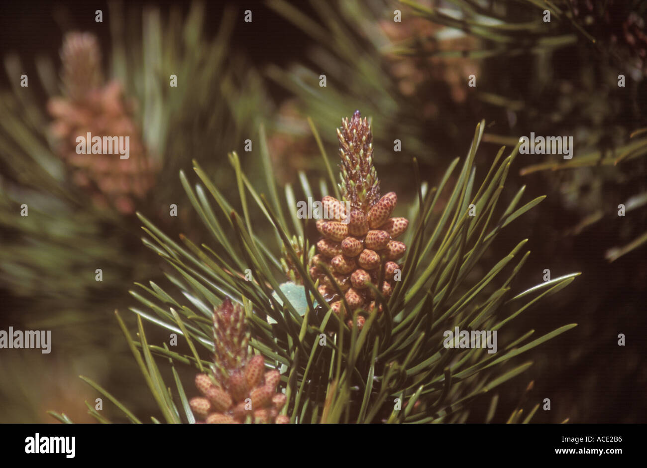 Scots Pine pinus sylvestris detail Stock Photo - Alamy