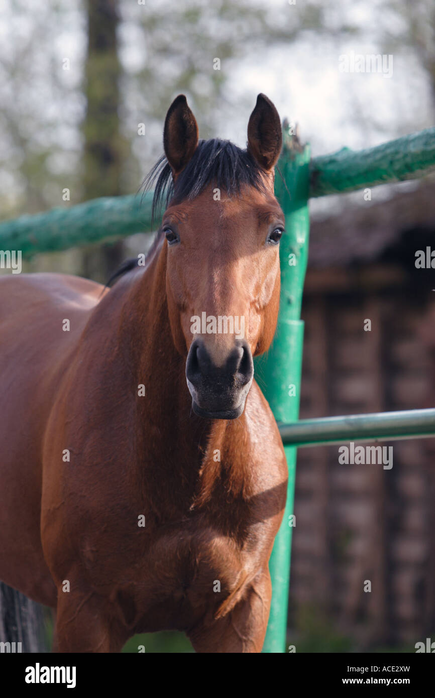 Paddock rules hi-res stock photography and images - Alamy