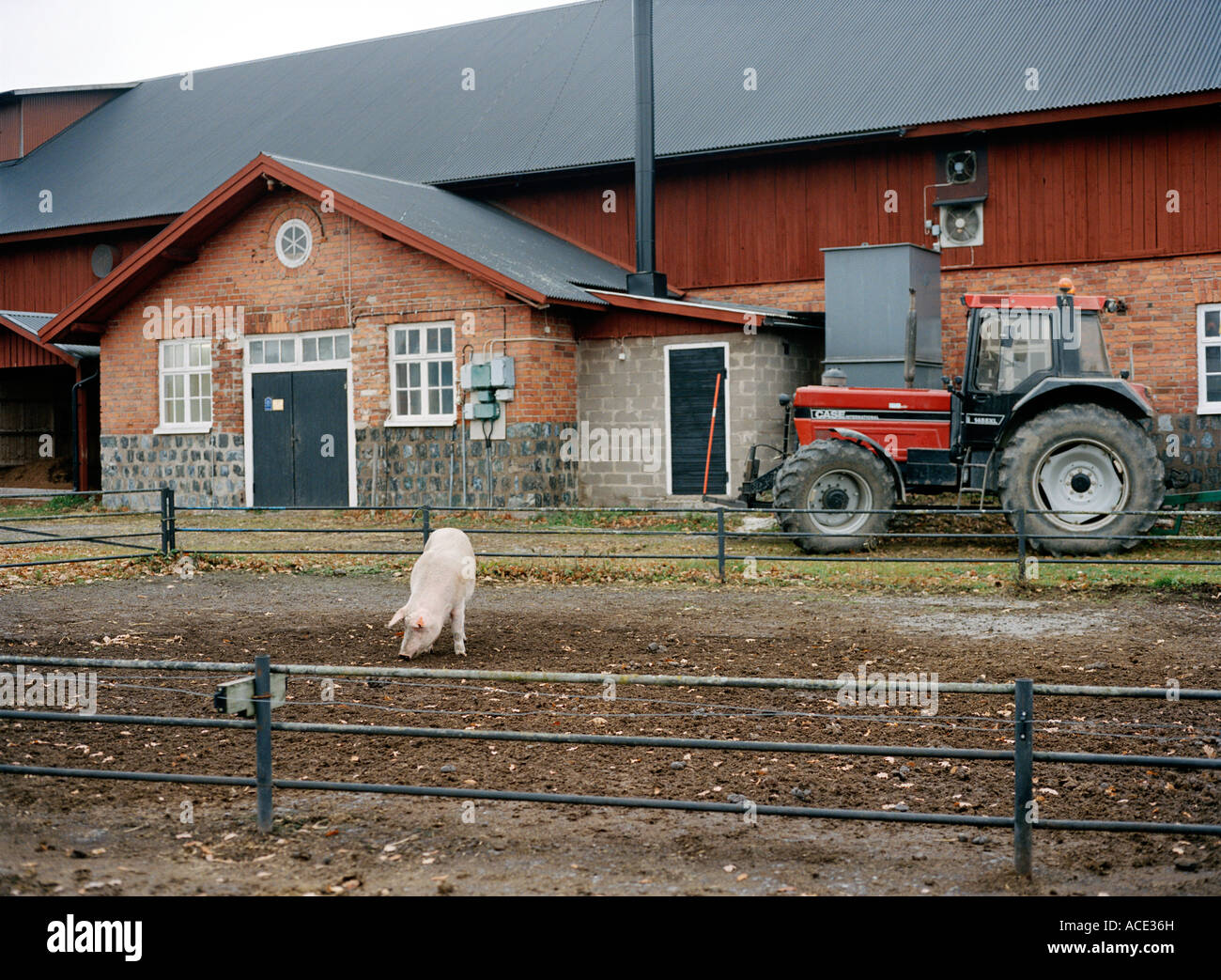A pig farm Stock Photo - Alamy