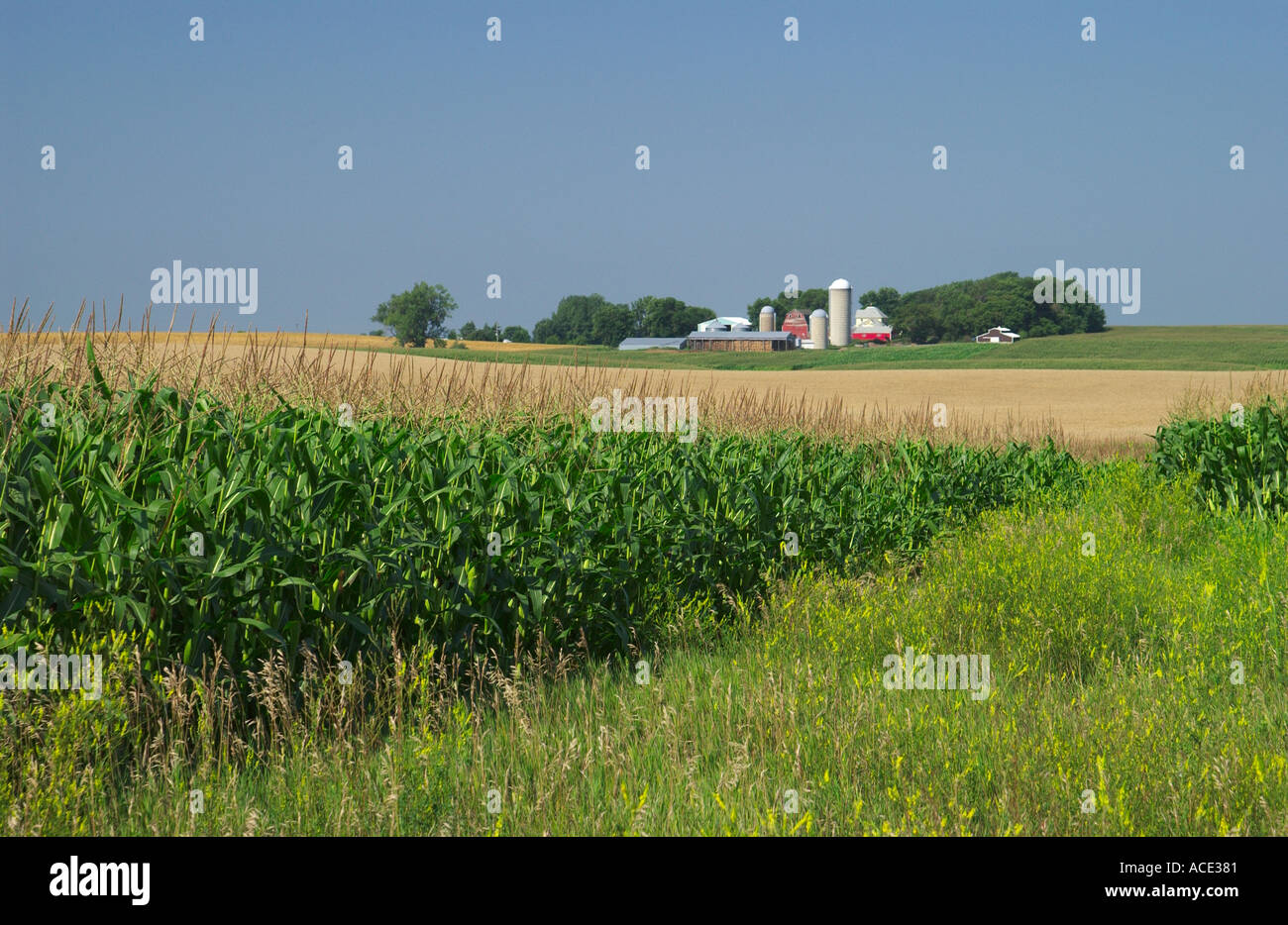 Corn fields and dairy farms in rural Minnesota USA Stock Photo - Alamy